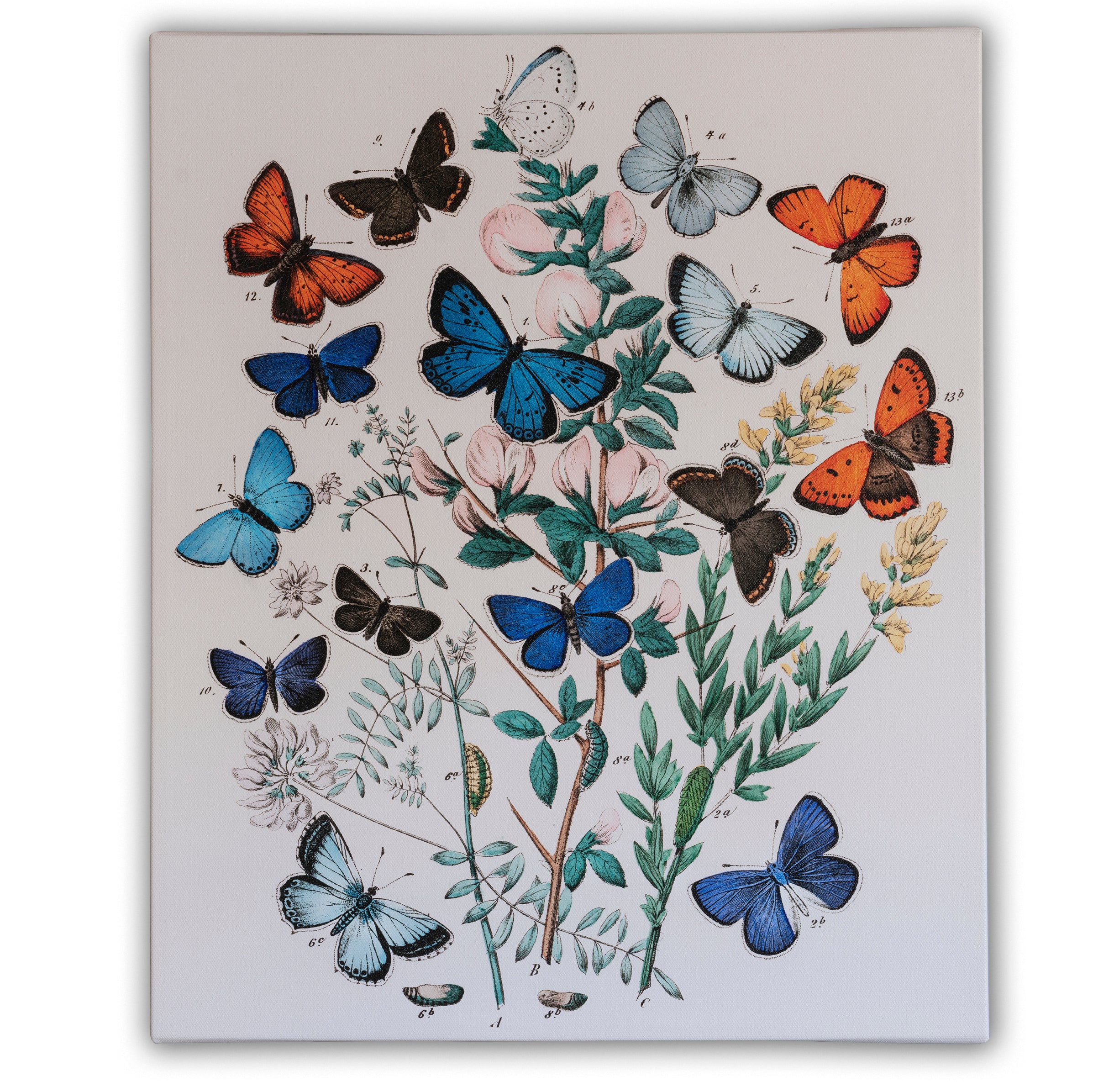 Kolman Mosser Butterlies Stretched Canvas – jcampbell.design